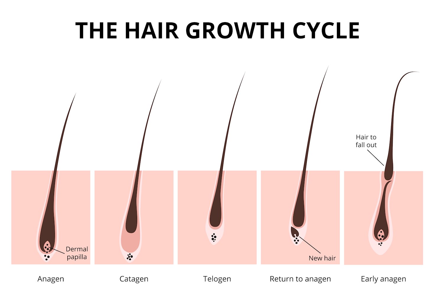 Cresterea parului: Tot ce trebuie sa stii despre acest proces